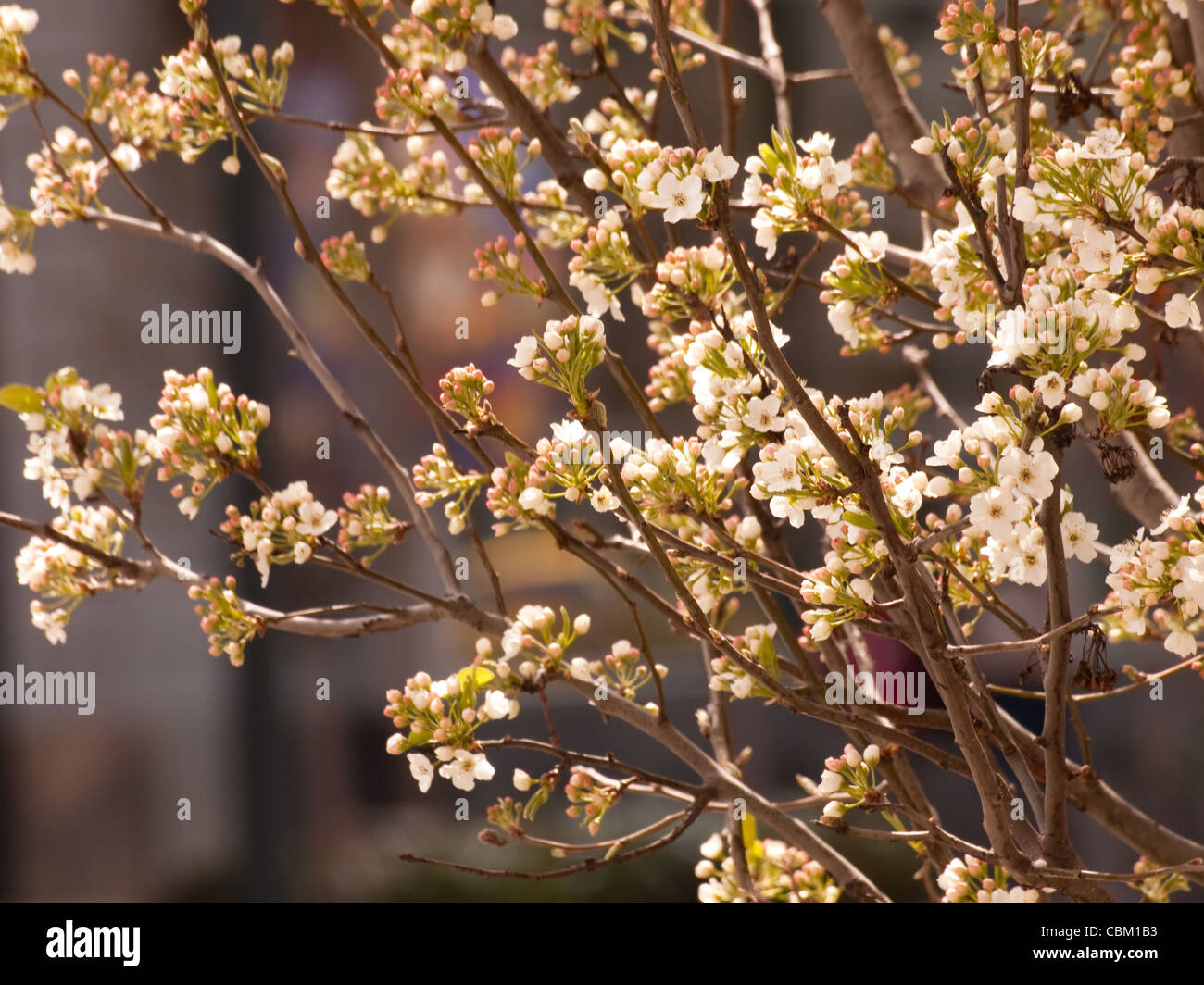 Cherry tree in bloom Stock Photo - Alamy