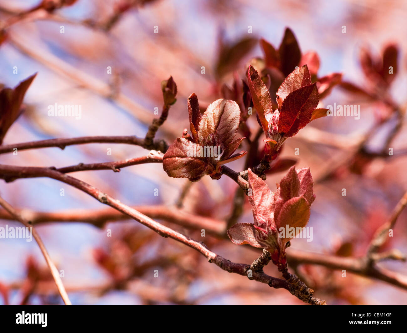 Burning bush in spring Stock Photo - Alamy