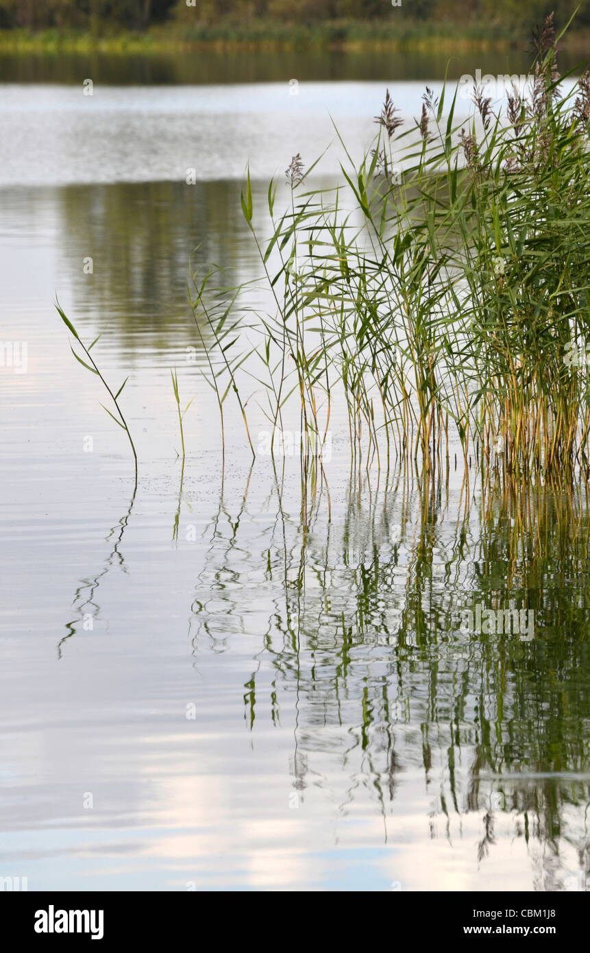 reeds at fen drayton nature reserve Stock Photo - Alamy