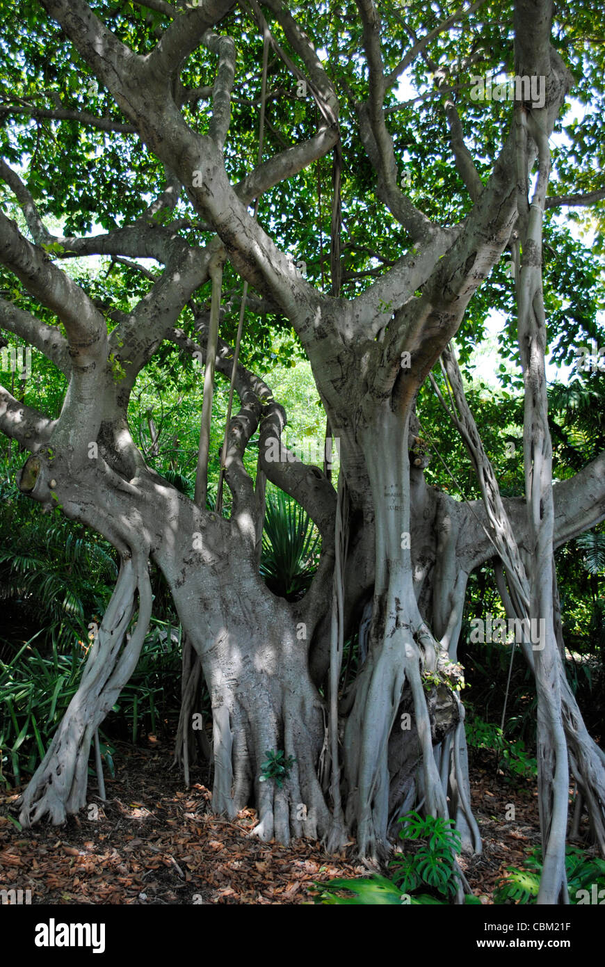 Banyan tree (Ficus benghalensis Stock Photo - Alamy