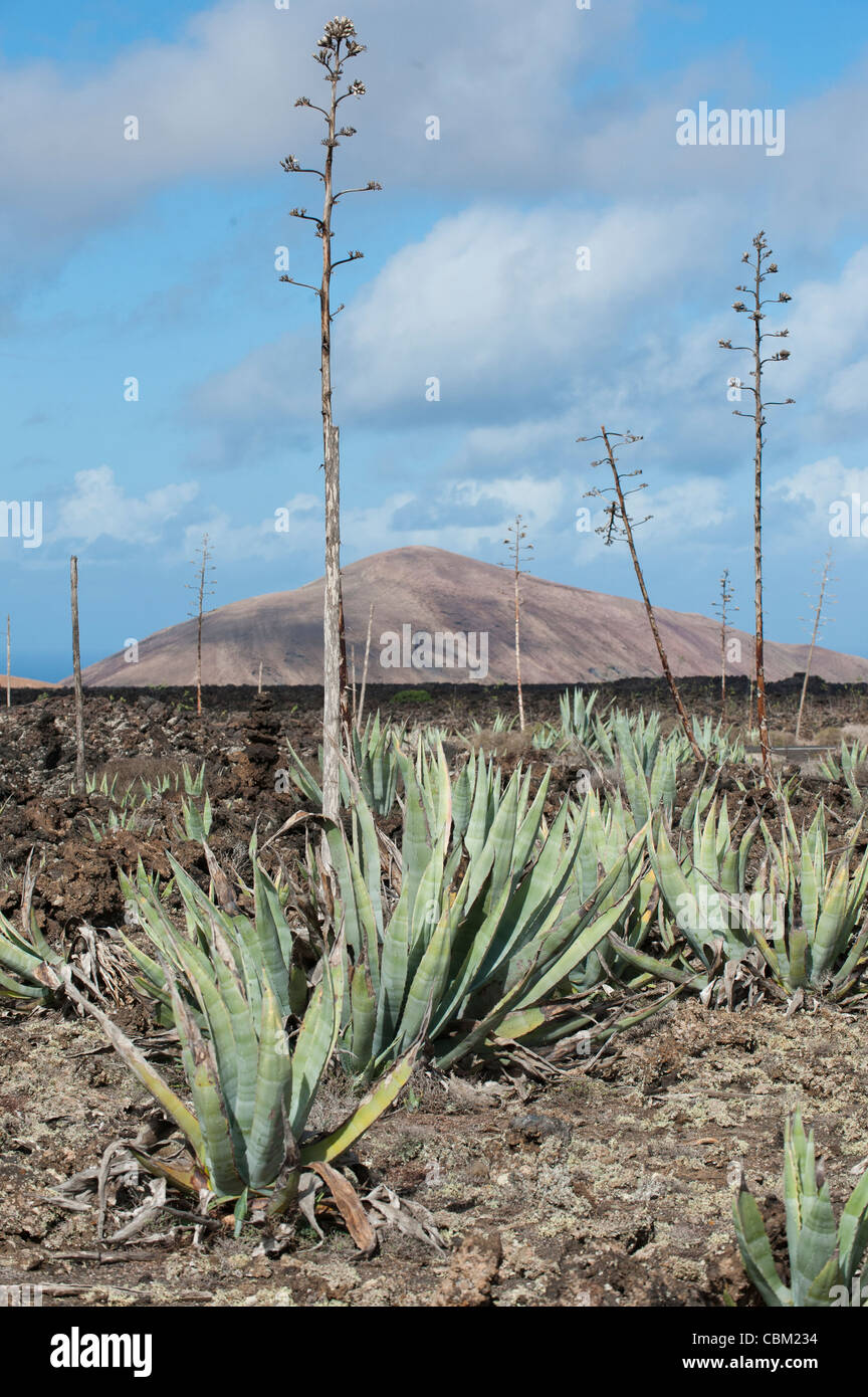 Lava Volcano Plant High Resolution Stock Photography and Images - Alamy