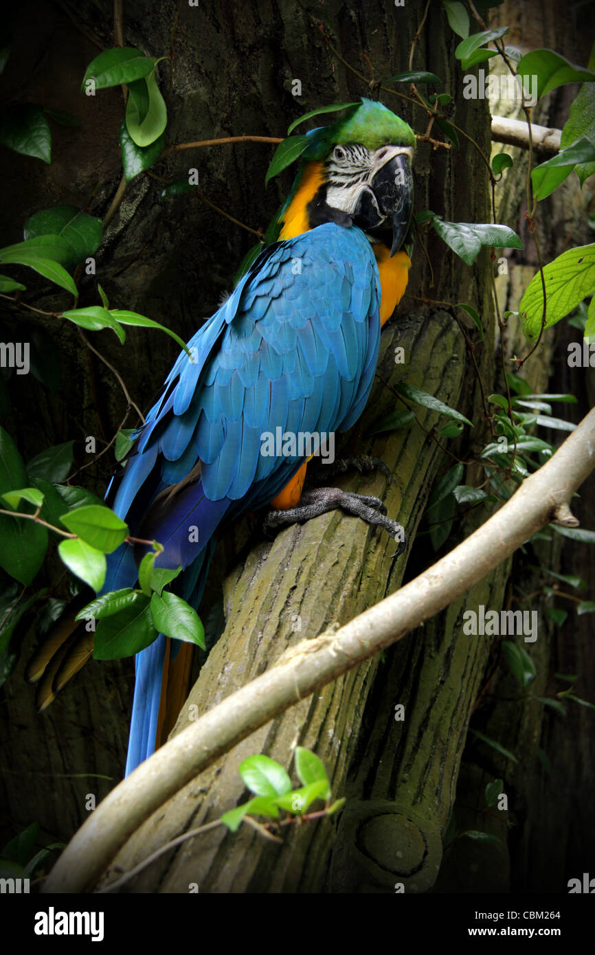 Scarlet Macaw (Ara macao Stock Photo - Alamy