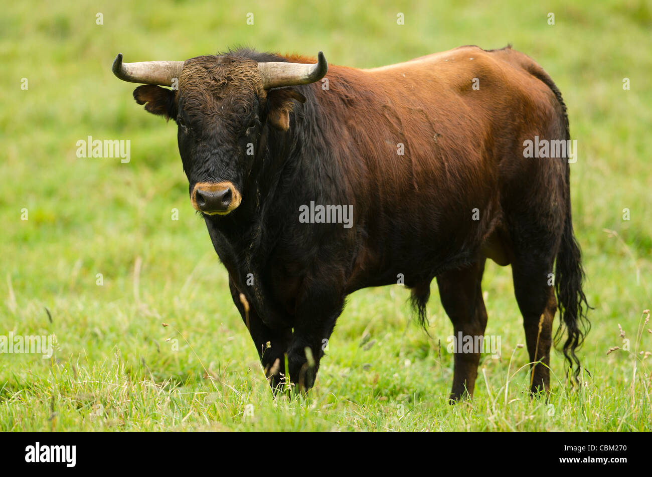 Bull Fighting Bull from Spanish Stock, base of Chimborazo Volcano ...