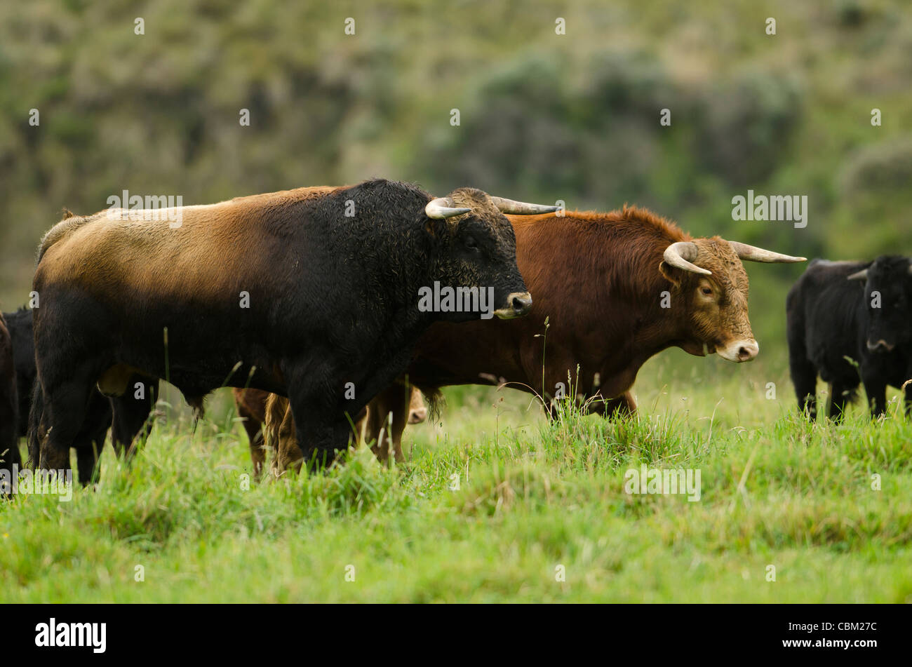 Bull Fighting Bulls from Spanish Stock, base of Chimborazo Volcano ...