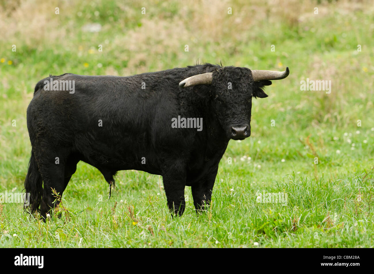 Bull Fighting Bull from Spanish Stock, base of Chimborazo Volcano ...