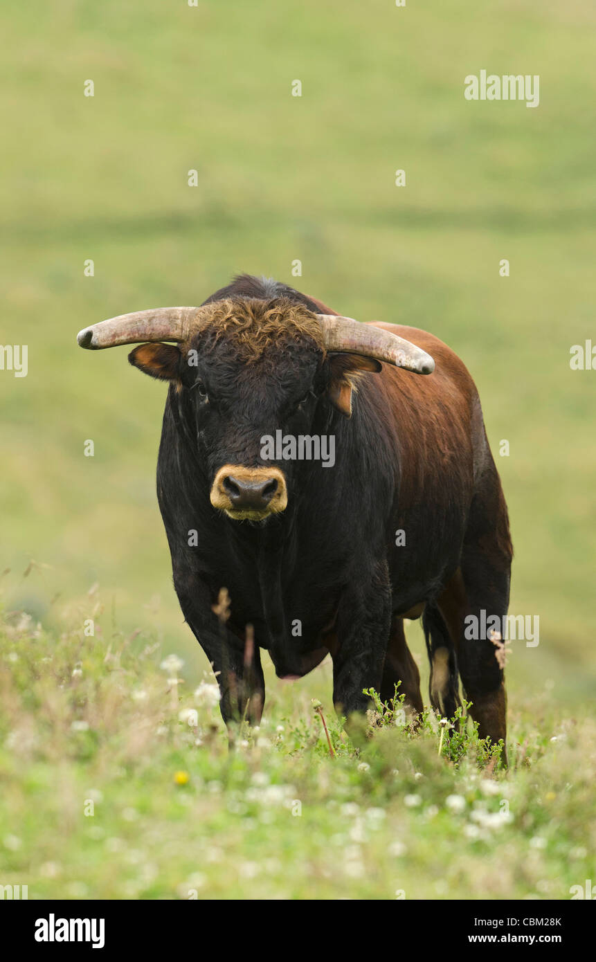Bull Fighting Bull from Spanish Stock, base of Chimborazo Volcano ...