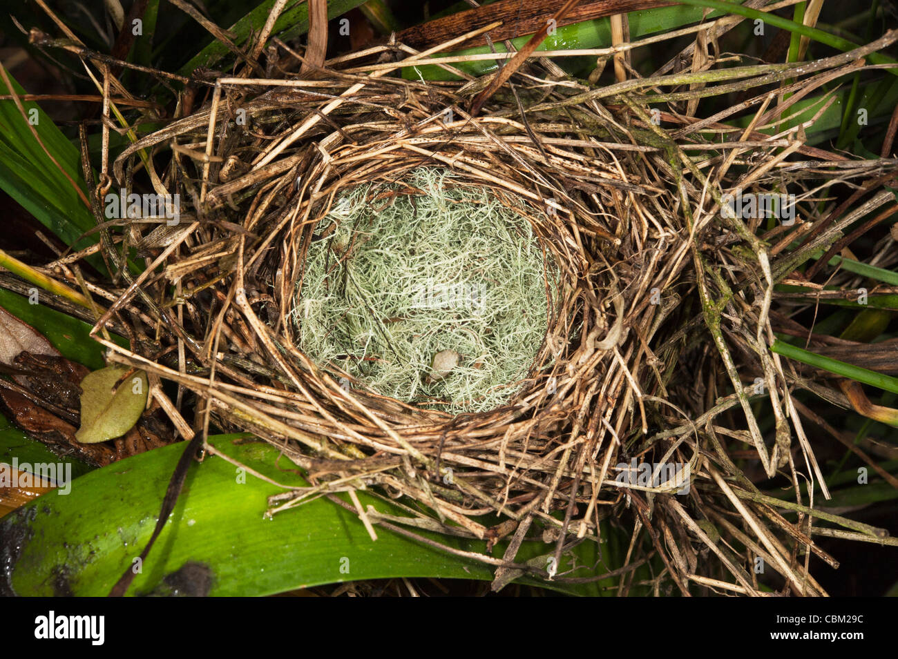 Bird's Nest, base of Chimborazo Volcano, Andes, Ecuador, South America ...