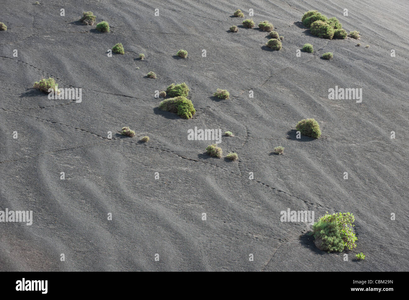 Aulaga plants (Asteraceae) in the slopes of recent volcanic cones as ...
