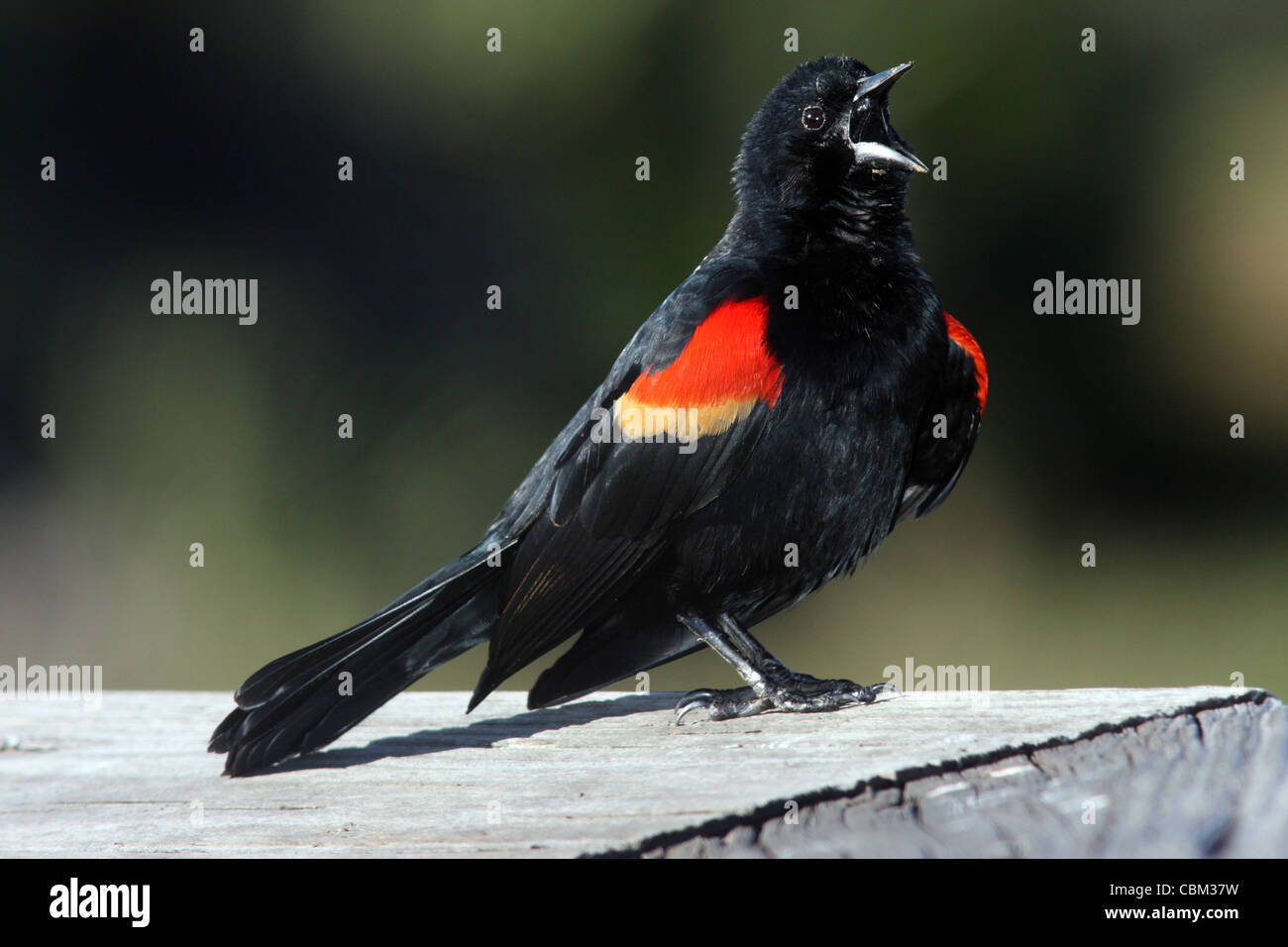 Red-winged blackbird male Stock Photo - Alamy