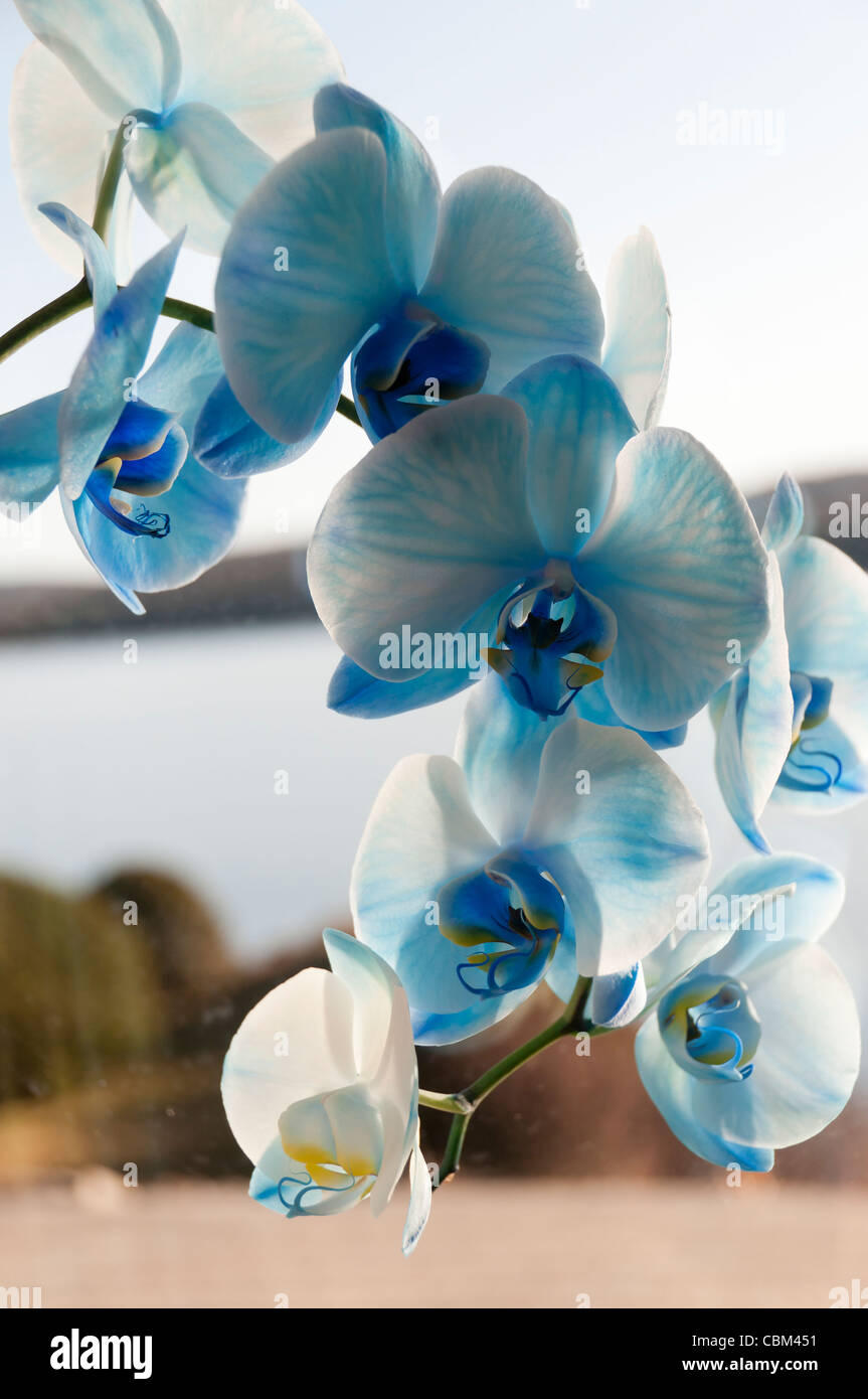 Blue orchid hi-res stock photography and images - Alamy
