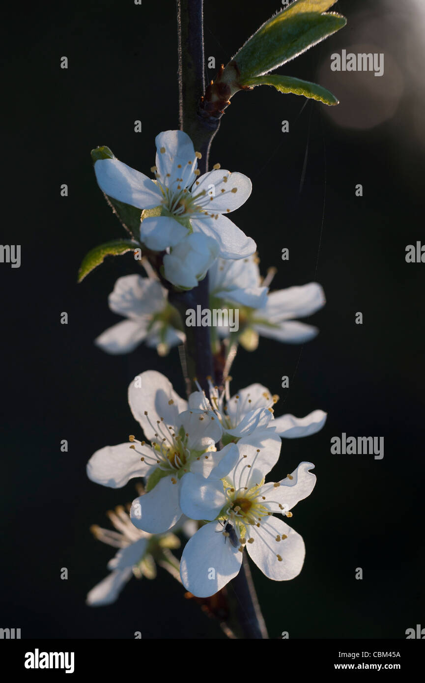 Damson Blossom High Resolution Stock Photography and Images - Alamy