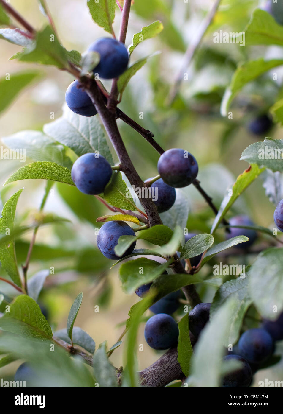 sloe berries (prunus spinosa Stock Photo - Alamy