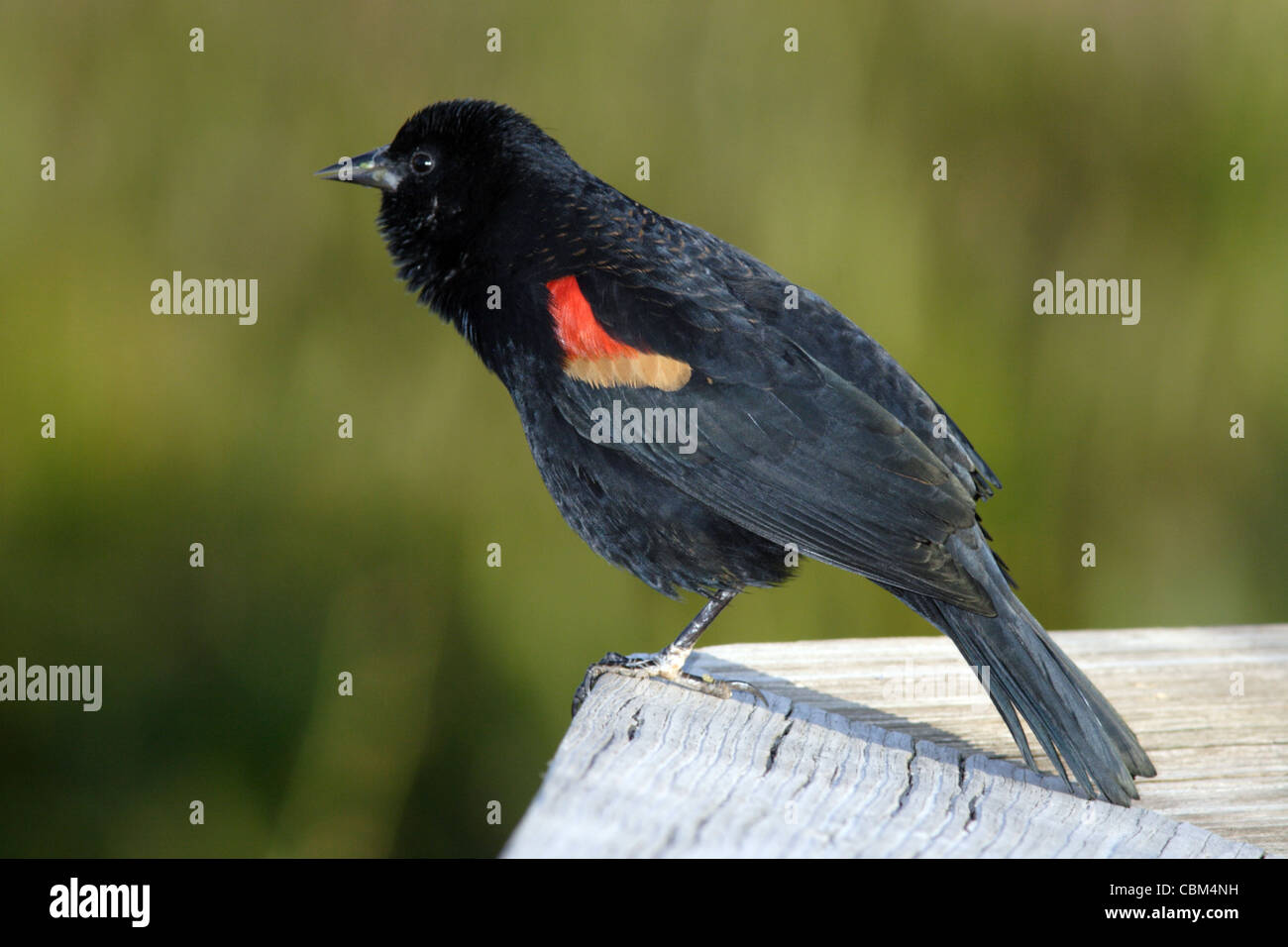 Red-winged blackbird male Stock Photo - Alamy