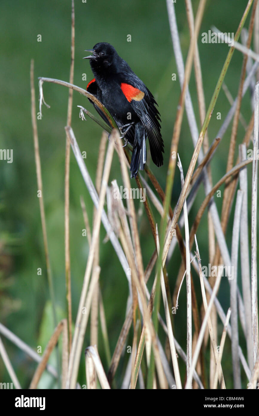 Red-winged blackbird male Stock Photo - Alamy