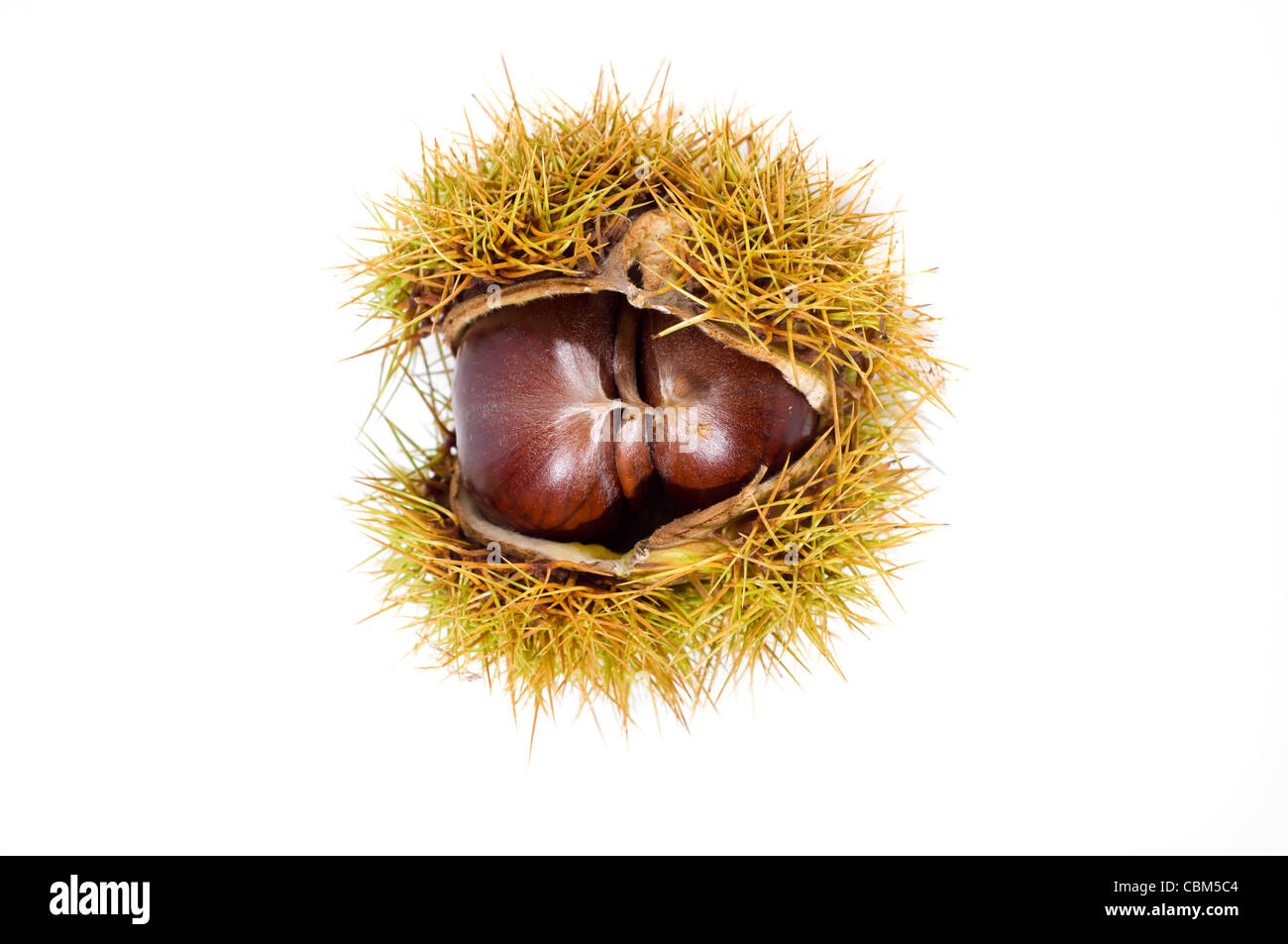 Chestnut in shell on white background Stock Photo - Alamy
