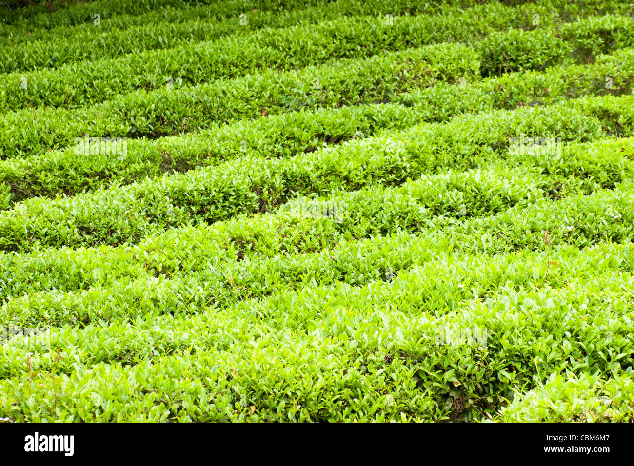 Row of shrubs Stock Photo - Alamy