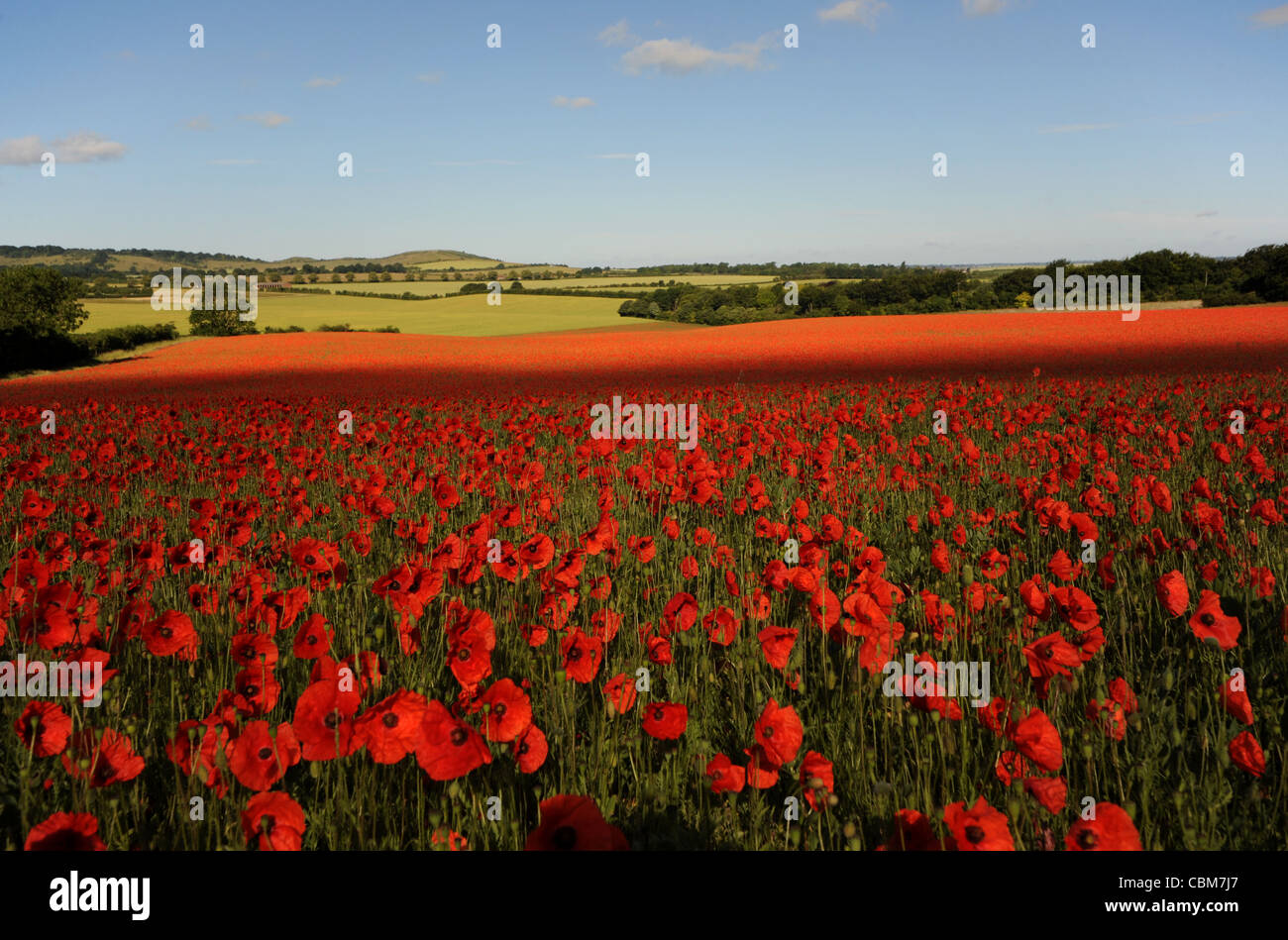 Chiltern field hi-res stock photography and images - Alamy