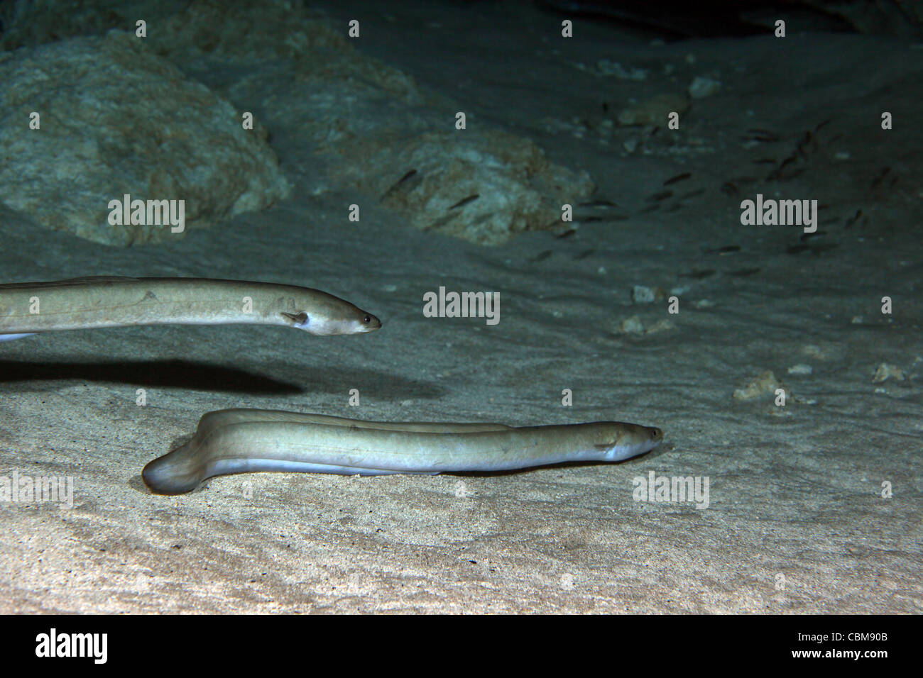 A pair of American Eels patrol the sandy bottom of Morrison Springs ...