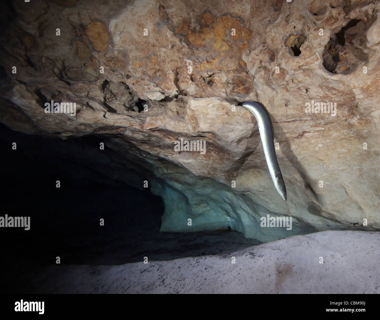 Rock eel hi-res stock photography and images - Alamy