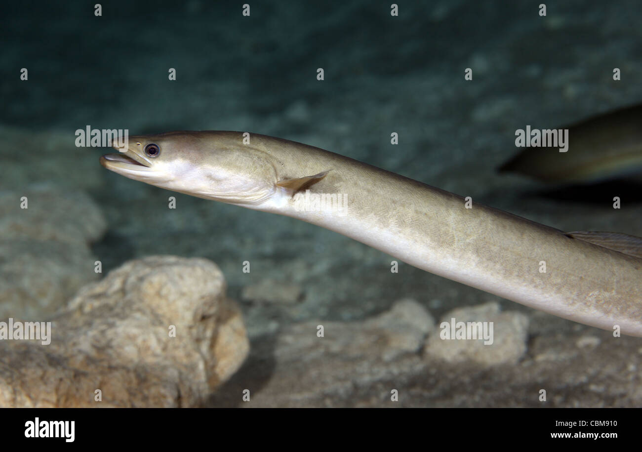 Eel Fishing In Florida