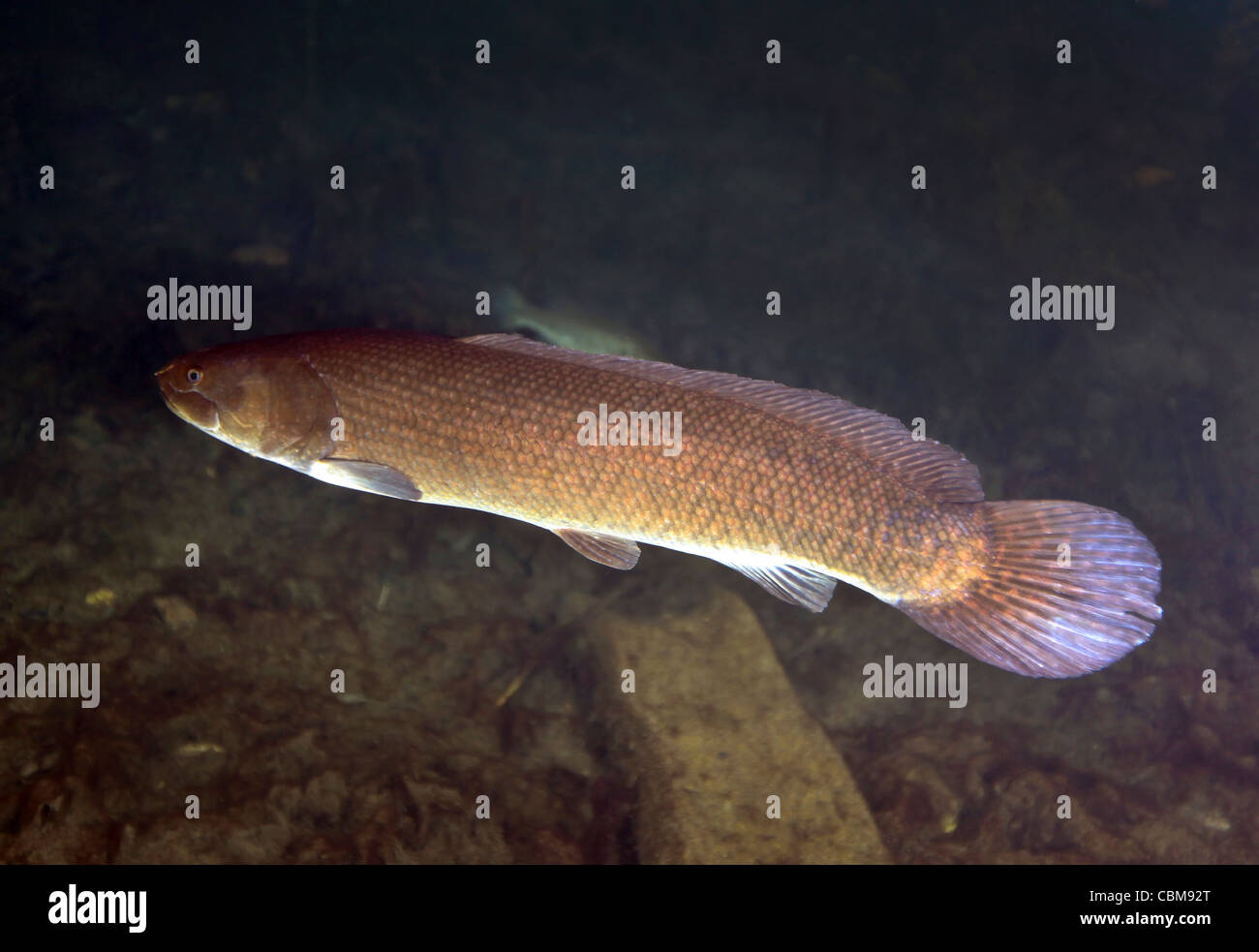 Bowfin (Amia calva) swims the murky freshwater of Blue Springs near ...
