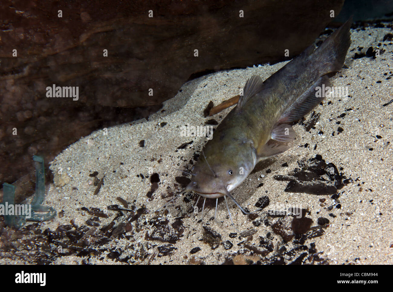 Bullhead catfish hi-res stock photography and images - Alamy