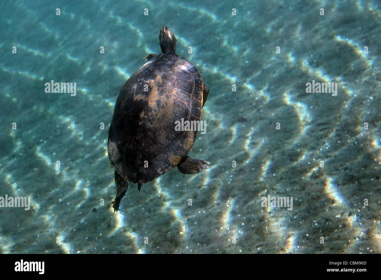 Florida freshwater turtle hi-res stock photography and images - Alamy
