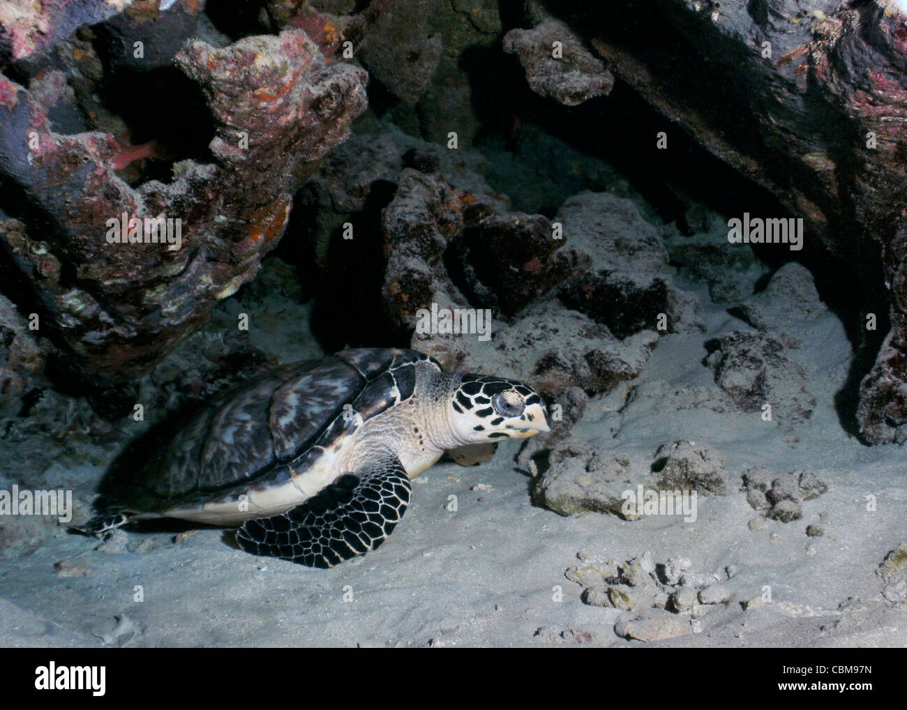 A Hawksbill Sea Turtle rests in the sand under a reef ledge Stock Photo ...