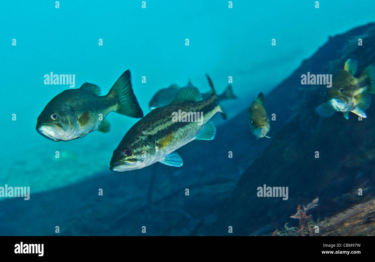 Largemouth bass hi-res stock photography and images - Alamy