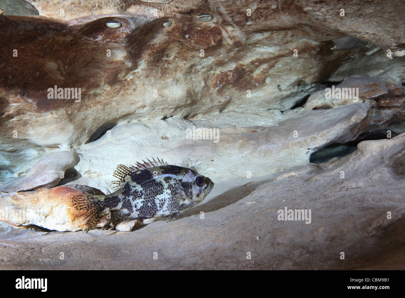 Shadow bass perched on a rock ledge below the Vortex Spring cave Stock ...