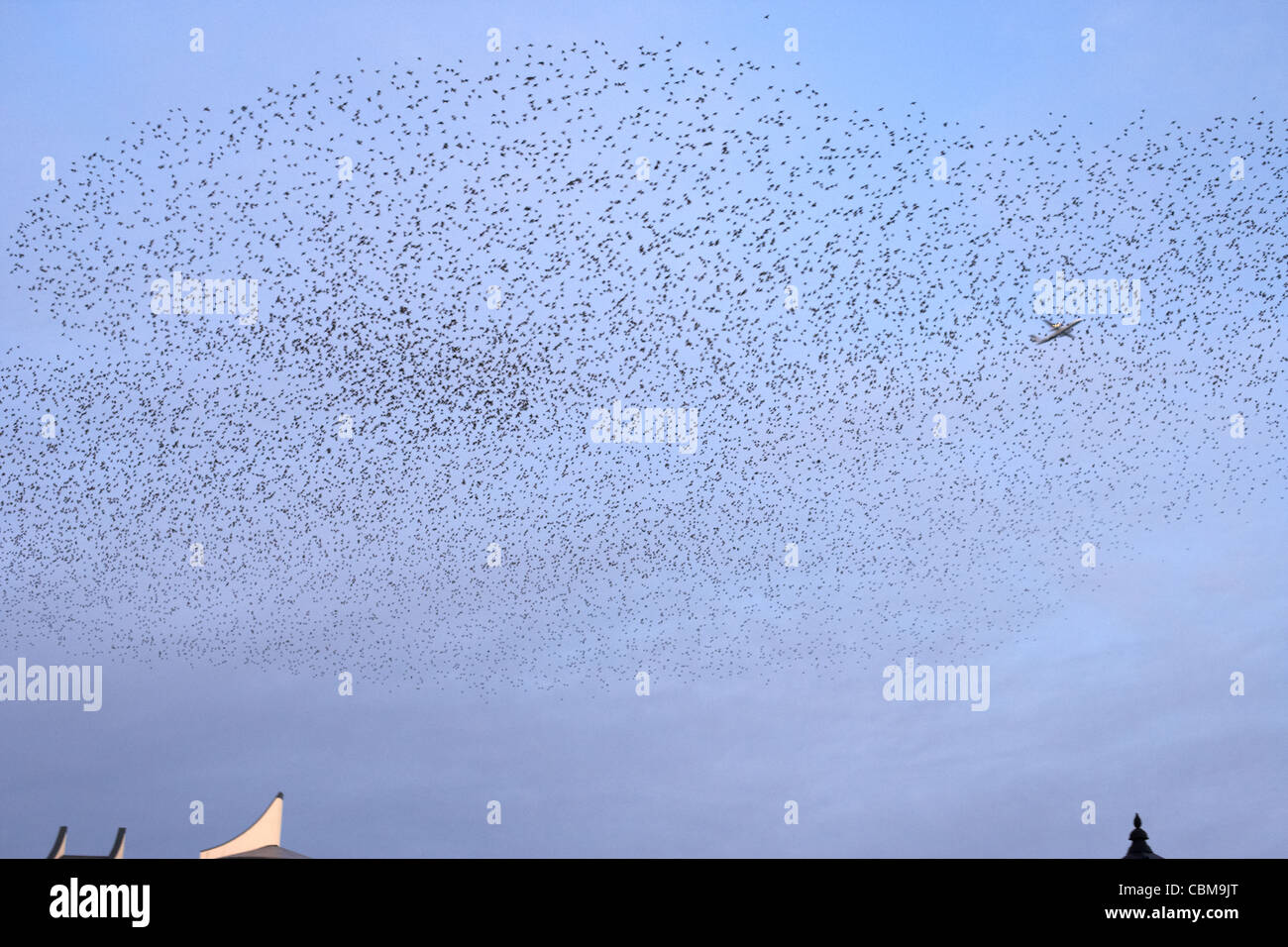 murmuration of starlings in formation over belfast northern ireland uk ...