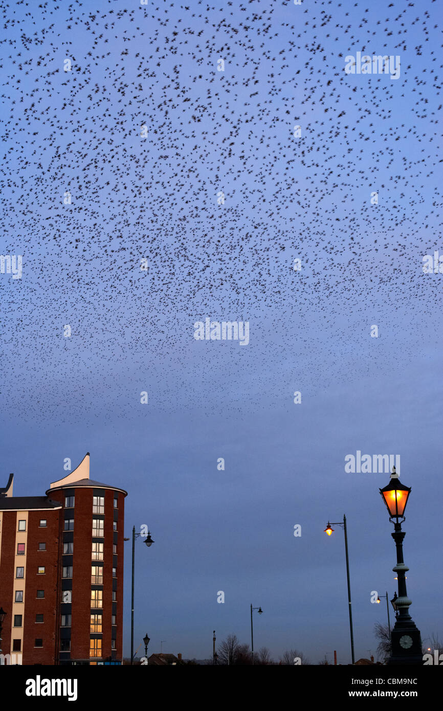 murmuration of starlings in formation over belfast northern ireland uk ...
