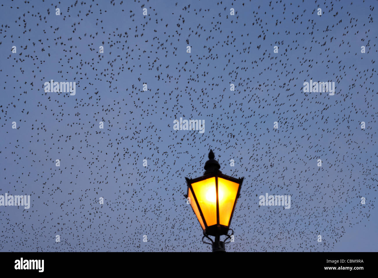 murmuration of starlings in formation over an old streetlamp in belfast ...