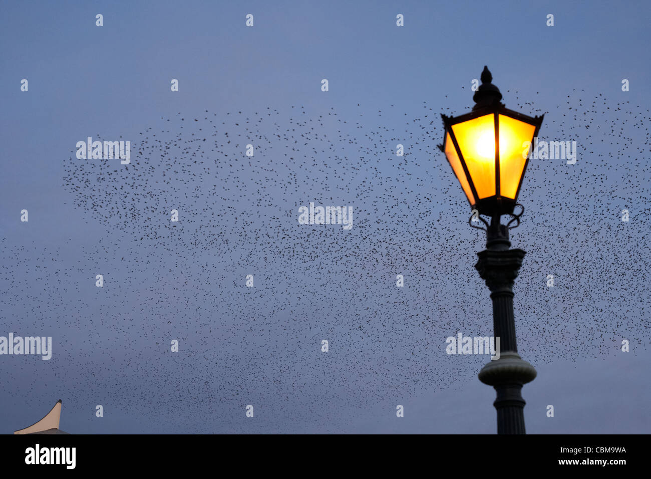 Starlings murmuration hi-res stock photography and images - Alamy