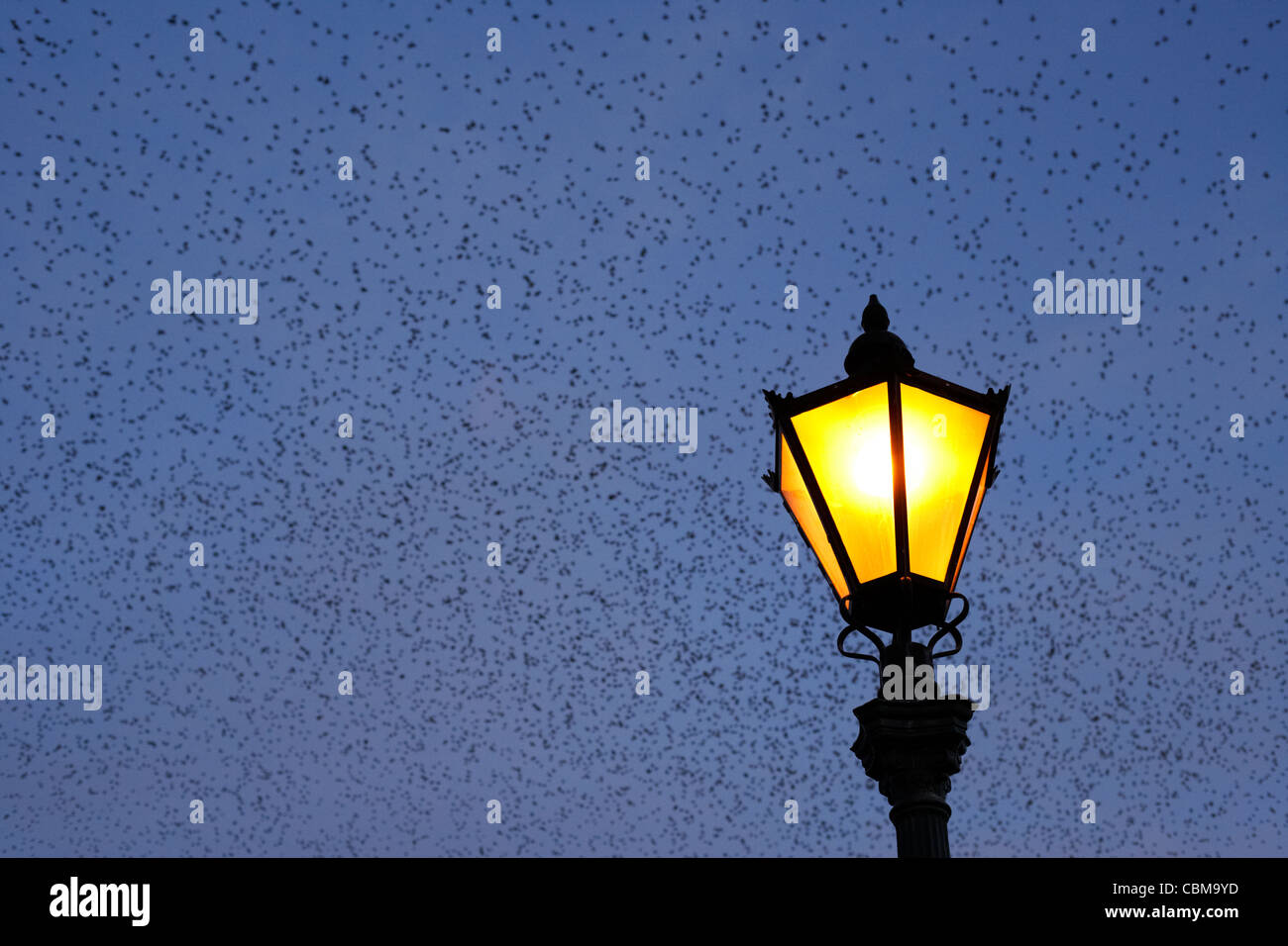 murmuration of starlings in formation over an old streetlamp in belfast ...