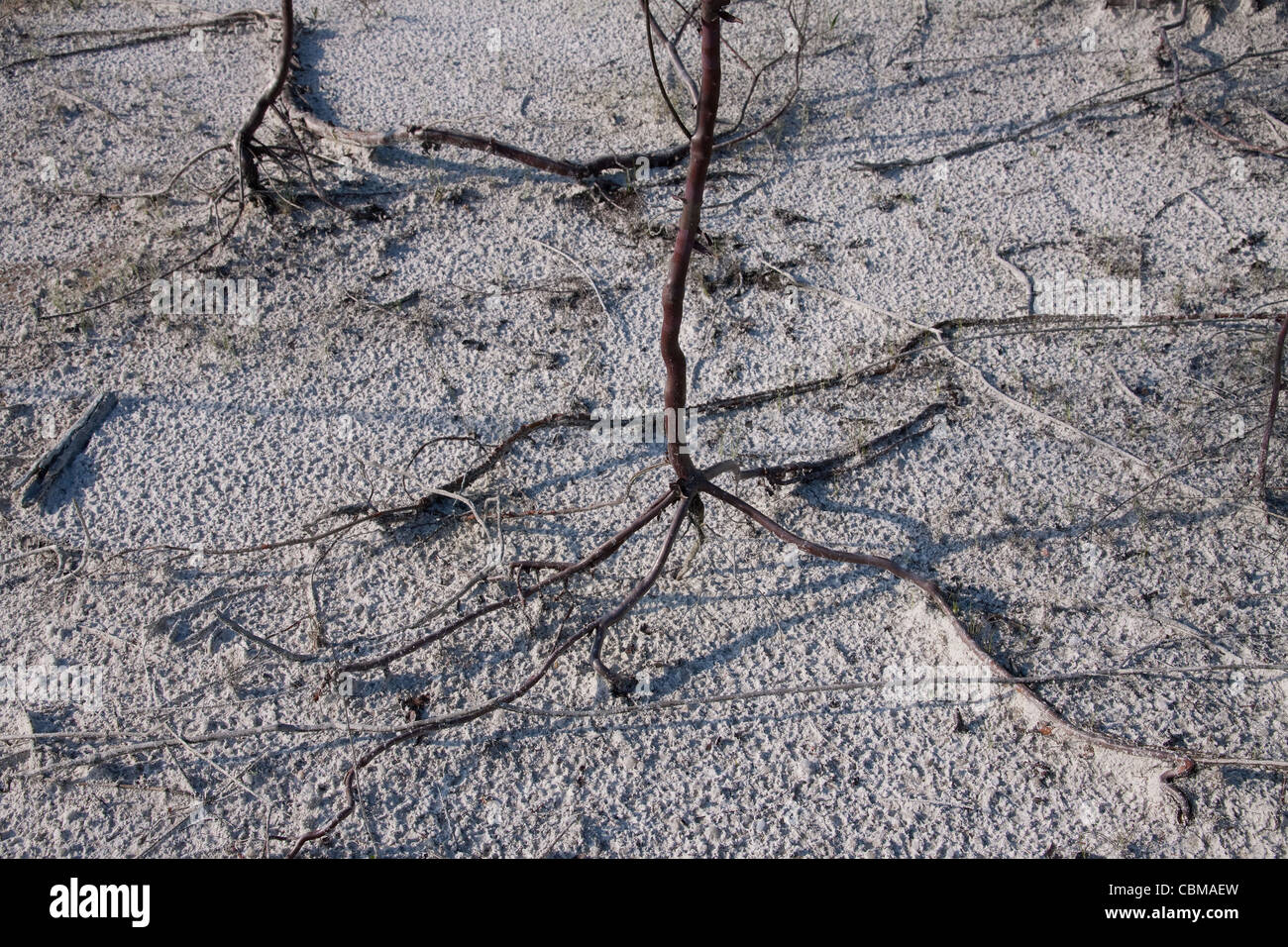 Adventitious prop roots hi-res stock photography and images - Alamy