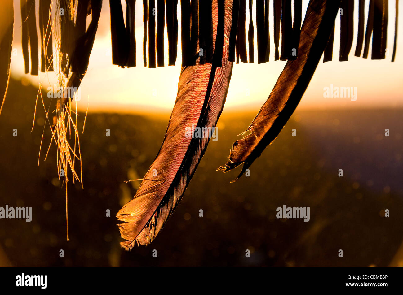 feathers beautiful colorful Indian Stock Photo - Alamy