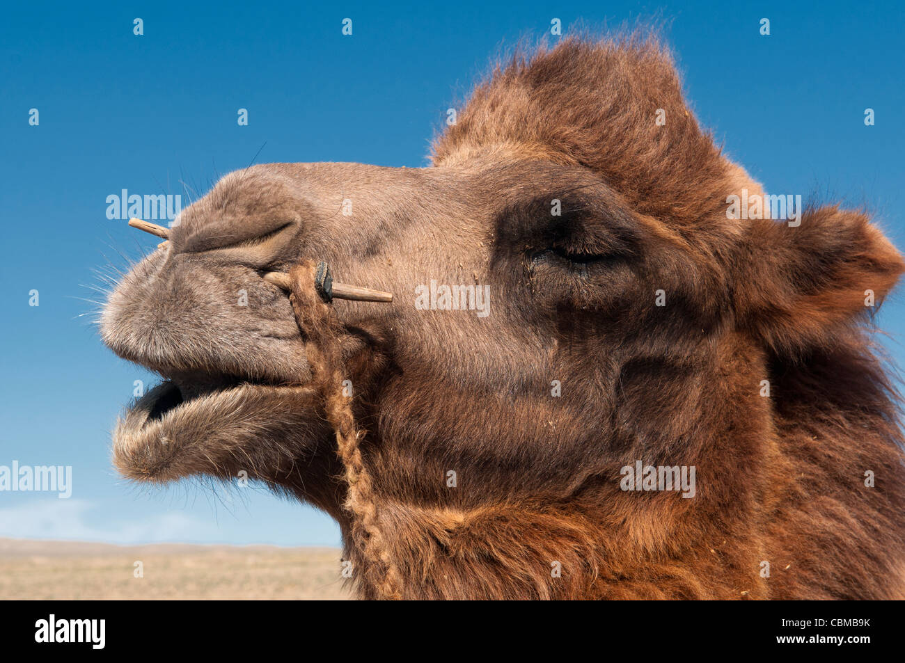 Gobi desert camel hi-res stock photography and images - Alamy