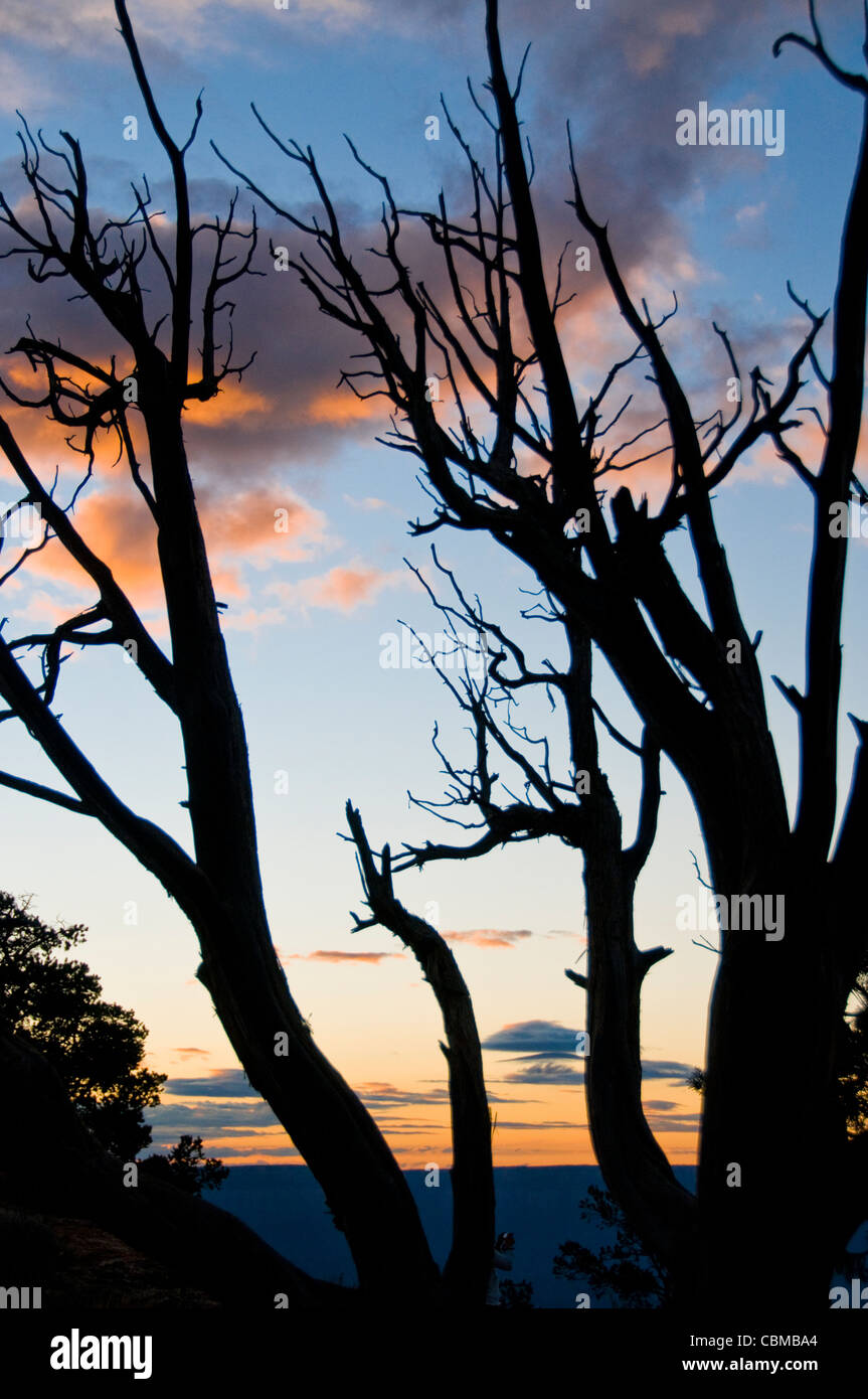 Tree limbs hi-res stock photography and images - Alamy
