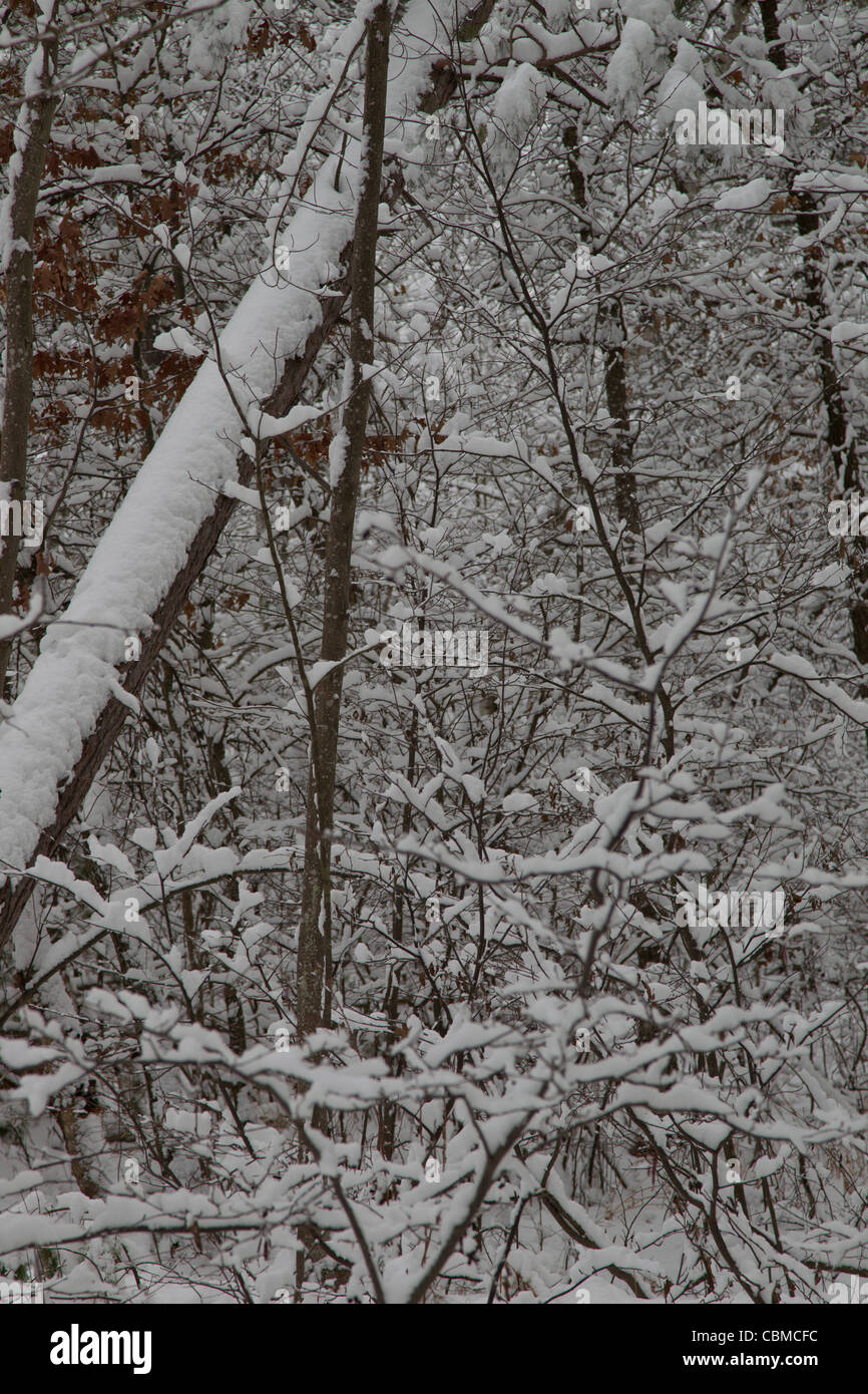 A leaning tree in a snowy woods after a winter storm Stock Photo - Alamy