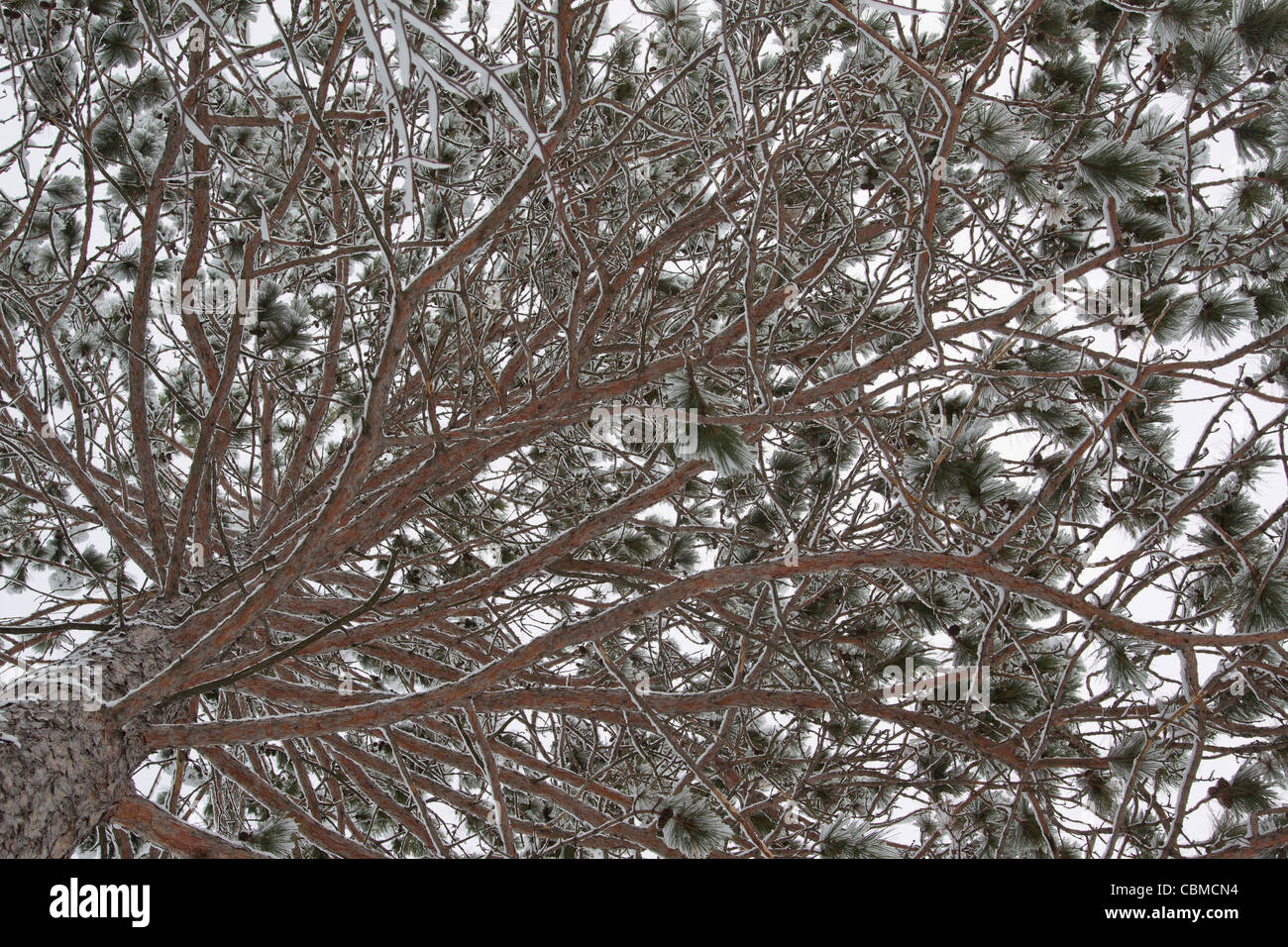 A nature picture showing the top of a snowy white pine tree in a the ...