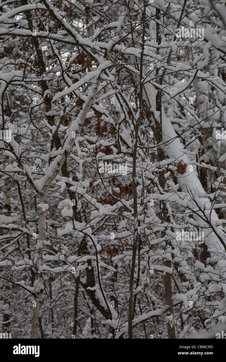 A nature picture of a snowy woods with a leaning tree after a December ...