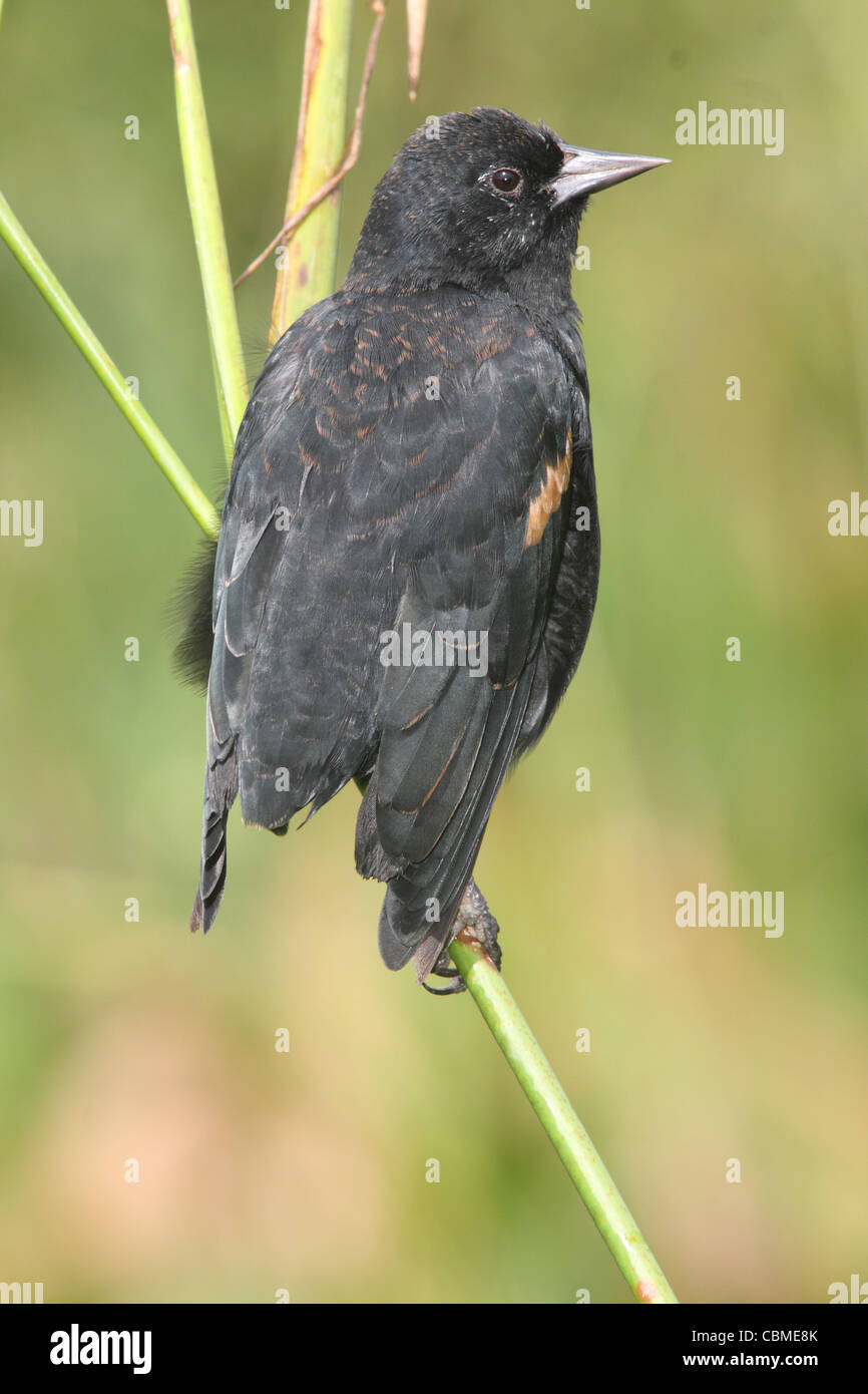 Red-winged blackbird male immature Stock Photo - Alamy