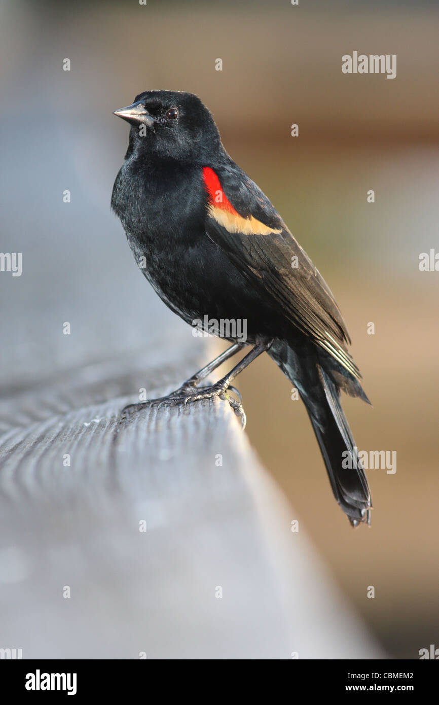 Red-winged blackbird male Stock Photo - Alamy