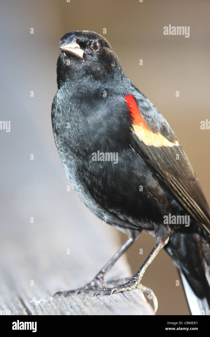 Red-winged blackbird male Stock Photo - Alamy