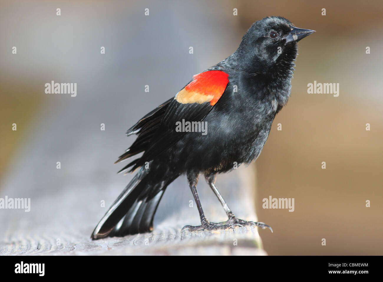 Red-winged blackbird male Stock Photo - Alamy