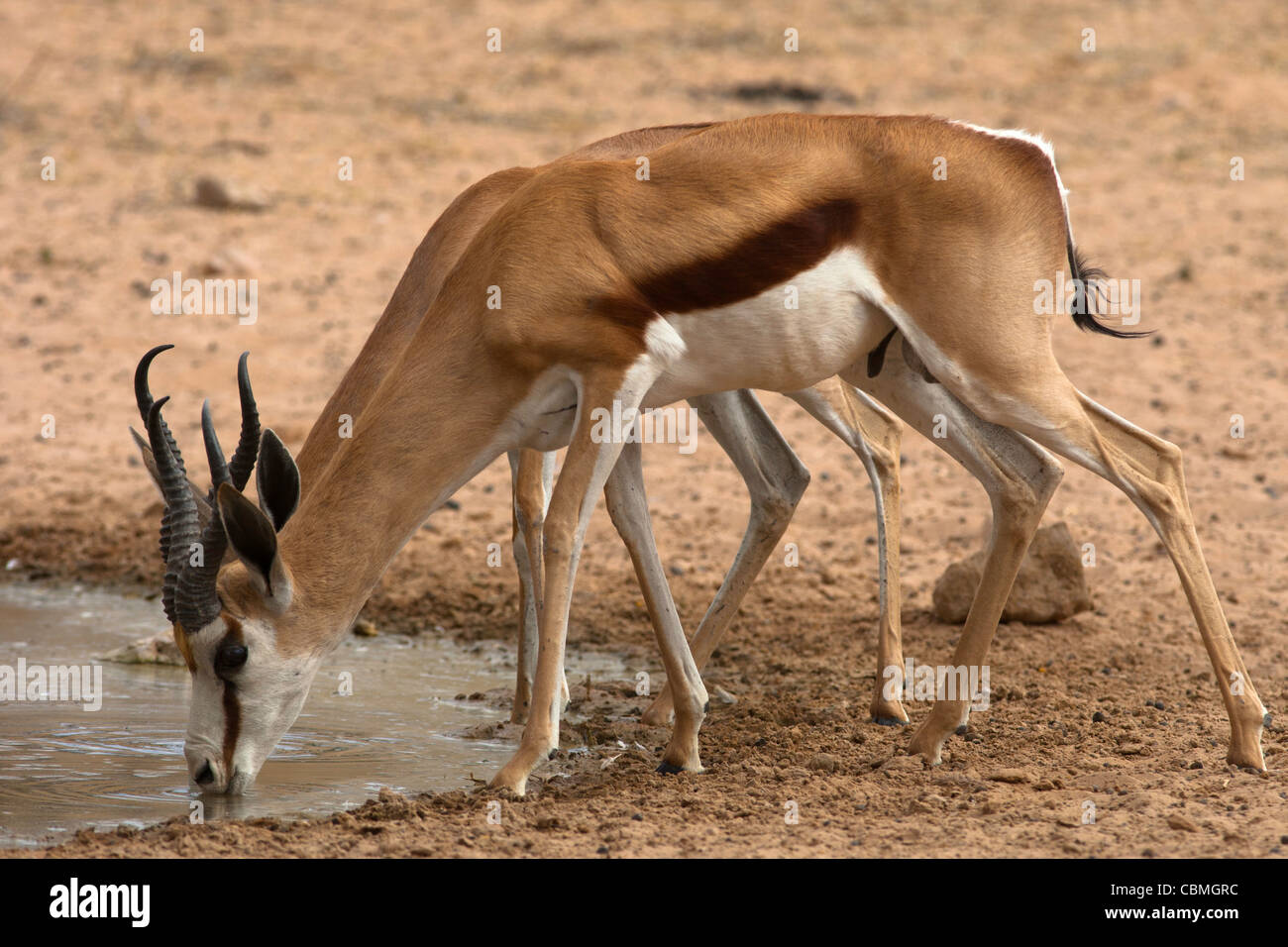 Springbok drinking waterhole hi-res stock photography and images - Alamy