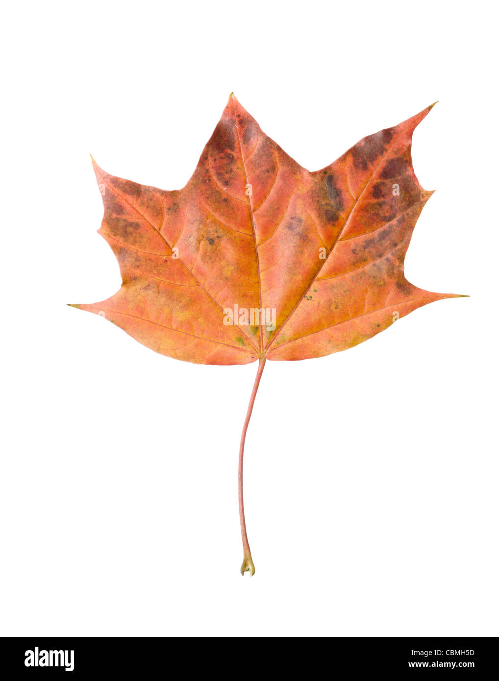 colours of autumn Stock Photo - Alamy