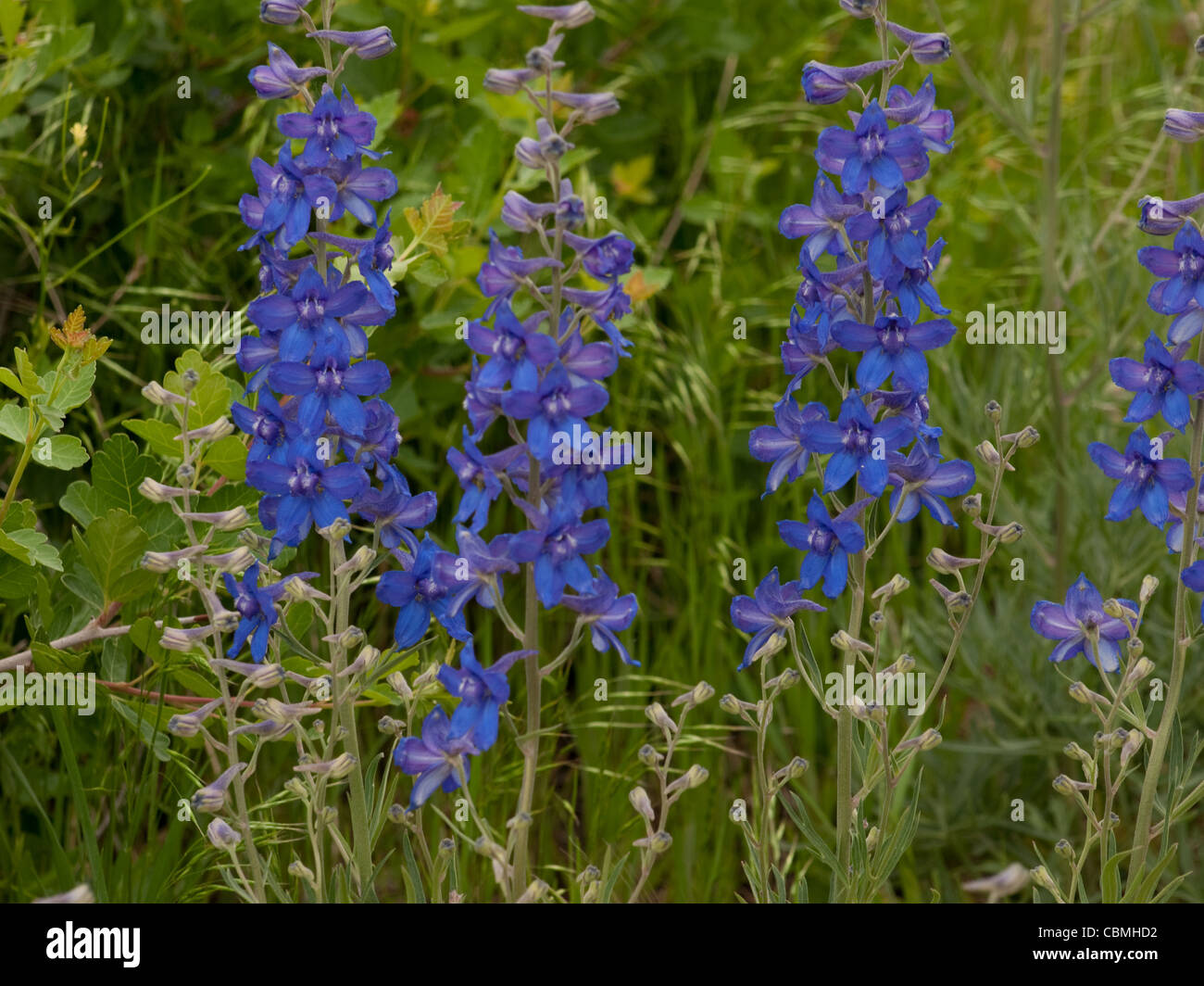 Penstemon. Blue wildflowers in Colorado Stock Photo - Alamy