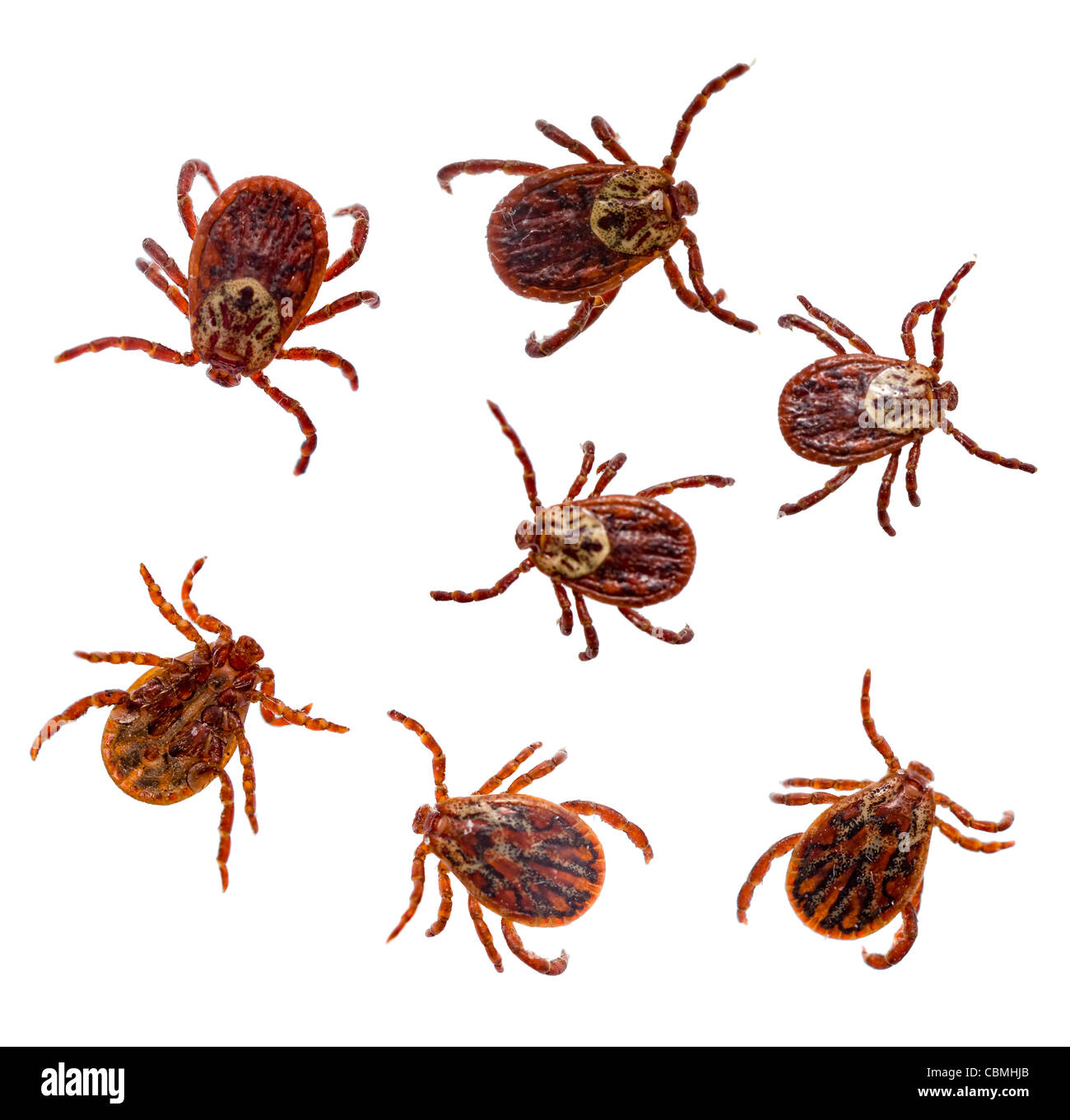 ixodid tick isolated on white Stock Photo - Alamy